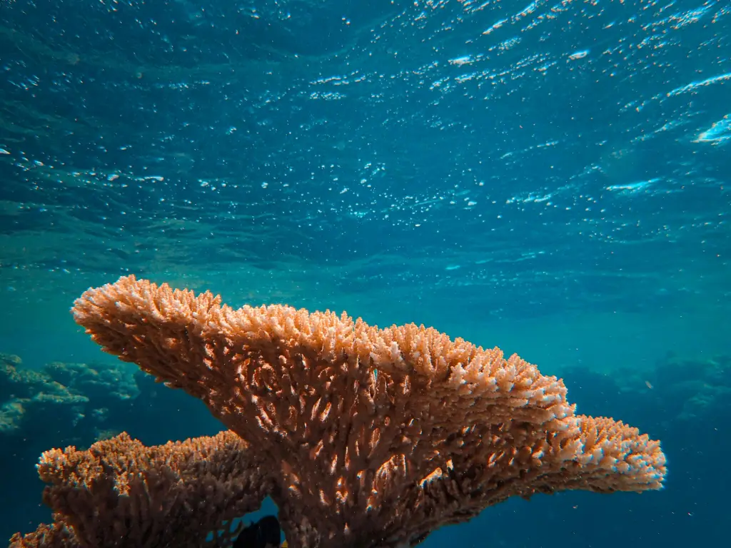 Mass Coral Bleaching Events Accelerate Worldwide